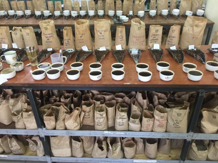 肯尼亚的咖啡交易Nairobi Coffee Exchange (NCE)_行业动态_天下普洱_云南网